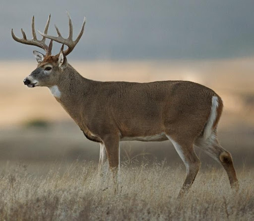 8 Reasons Why Poly Woven Valve Bags are Excellent for Wildlife Feed